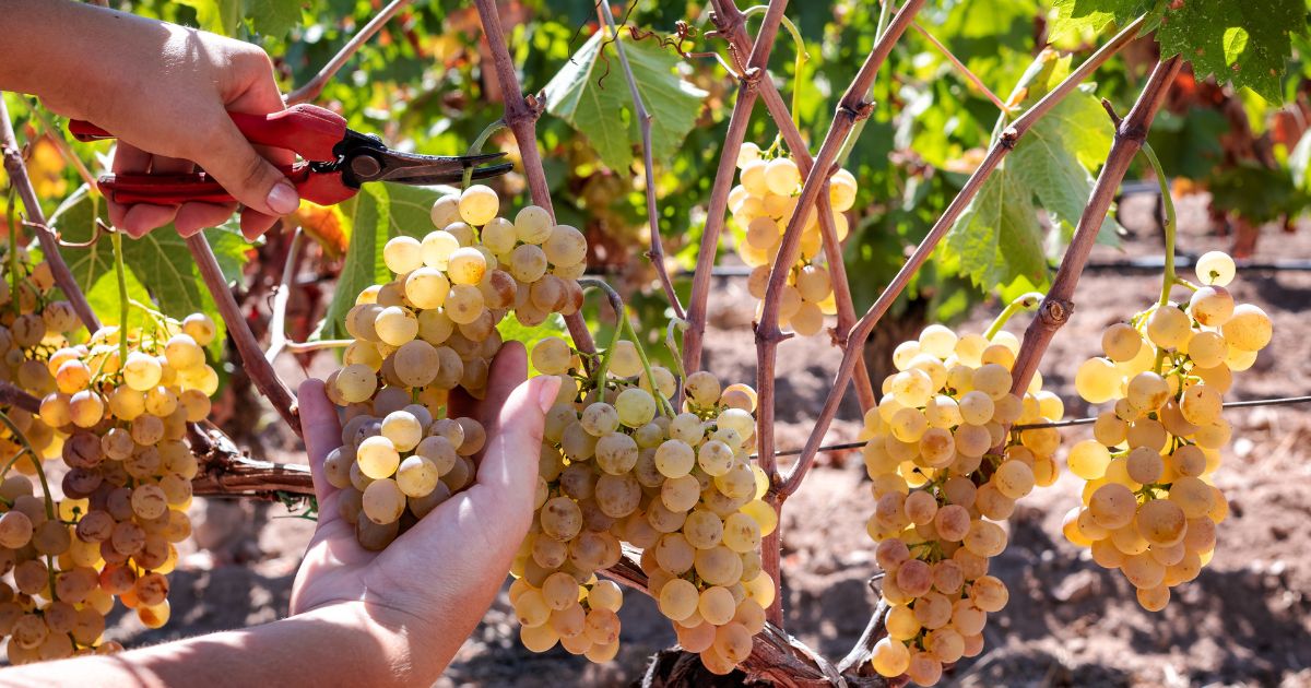 Mineral or fruity? Jeni Port explores the various expressions of vermentino from Sardinia and ...