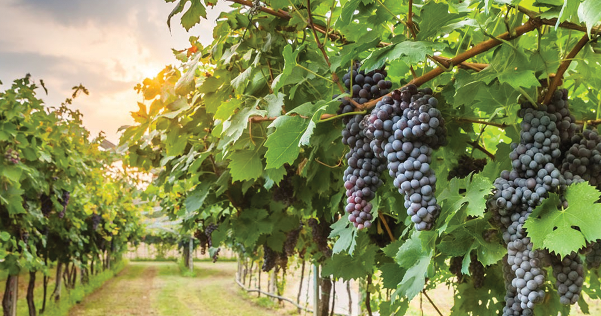 Wines to try: January