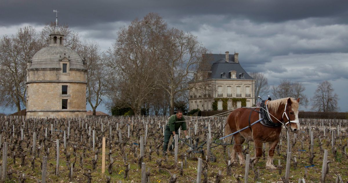 Jane Faulkner reflects on Bordeaux's acclaimed 2005 vintage, 20 years on