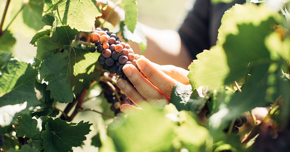 Jane Faulkner on the evolution of pinot gris