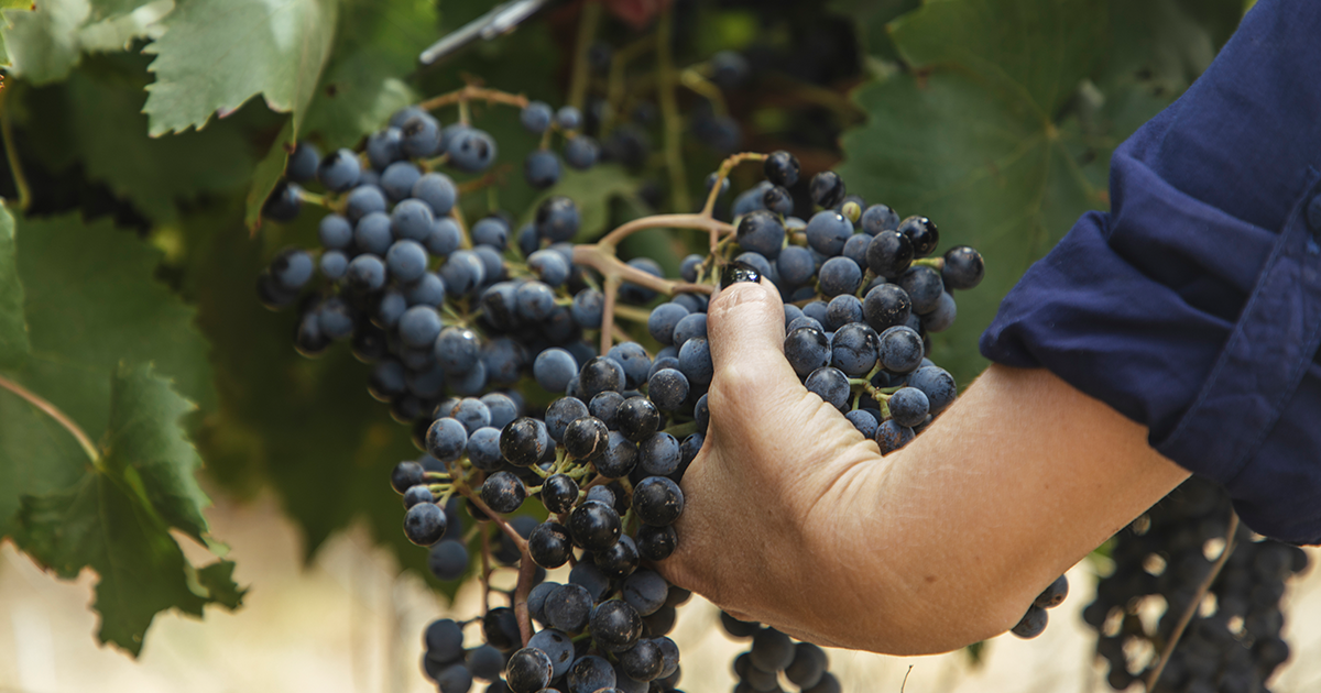 Jane Faulkner on Spanish reds