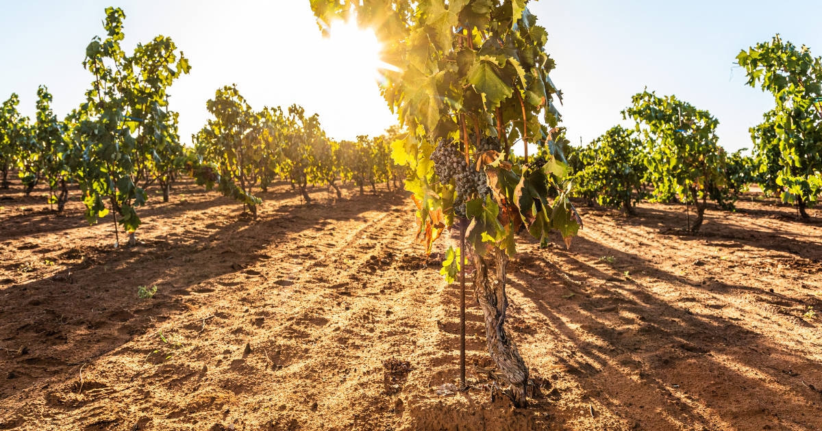 Saving the planet, one bush vine and two hardy grape varieties at a time