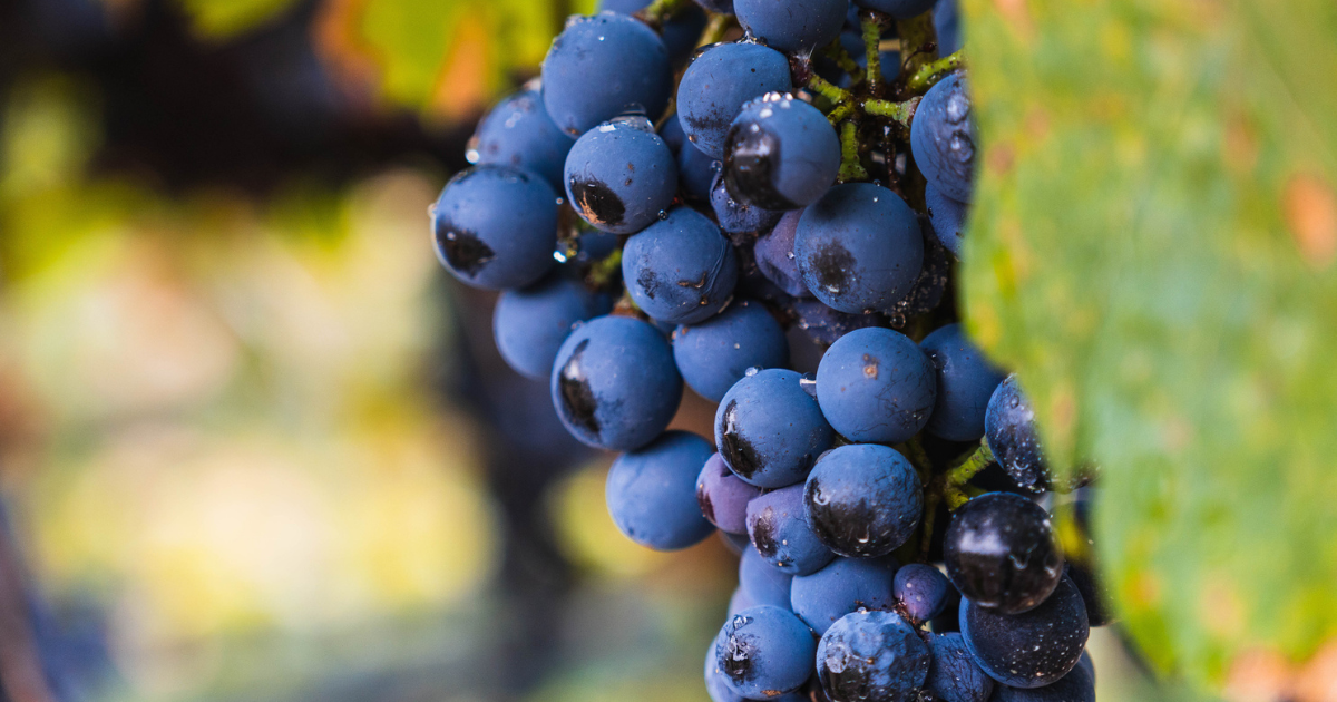 Marcus Ellis on Malbec