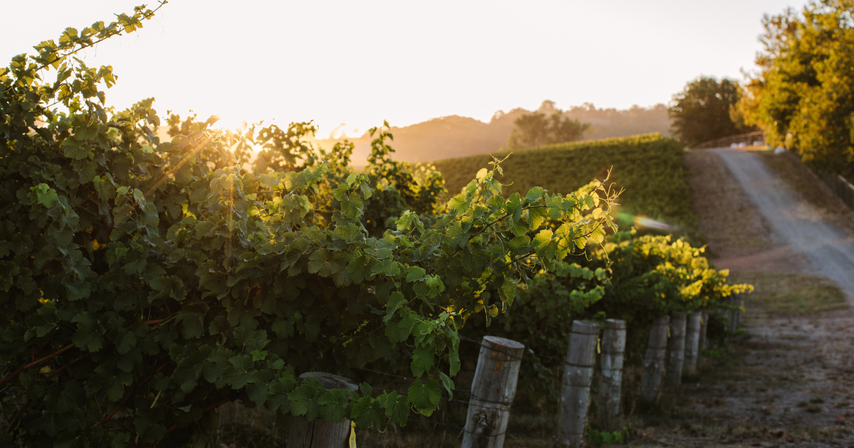 Tasting Team on Tour: Ned Goodwin MW finds gold in the Adelaide Hills