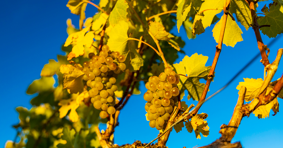 A lesser-known hero of the Adelaide Hills| Halliday Wine Companion