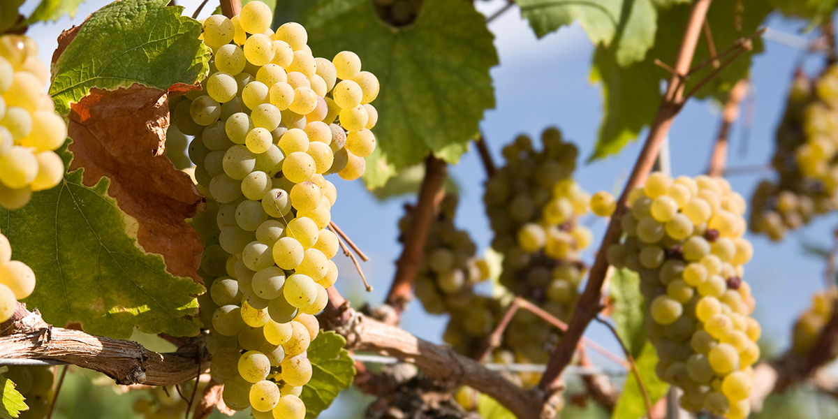 Winemakers on Australian fiano