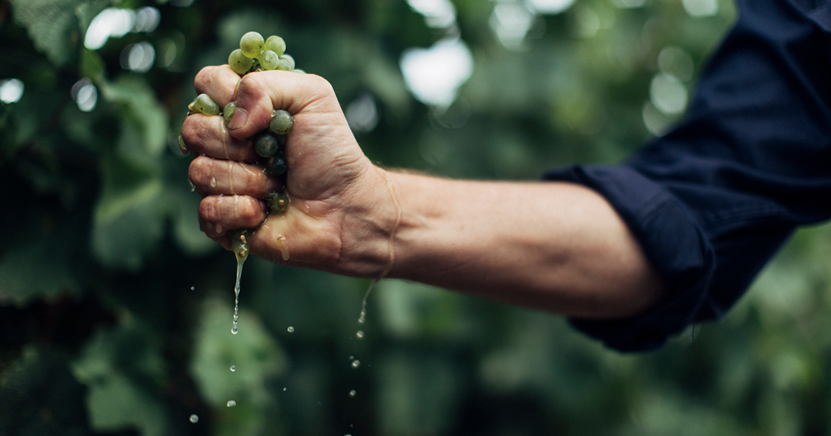 The significance of Hunter Valley semillon