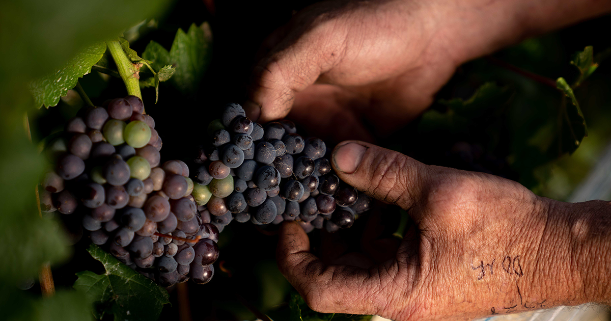 New wine range The Group talks collaboration with local growers