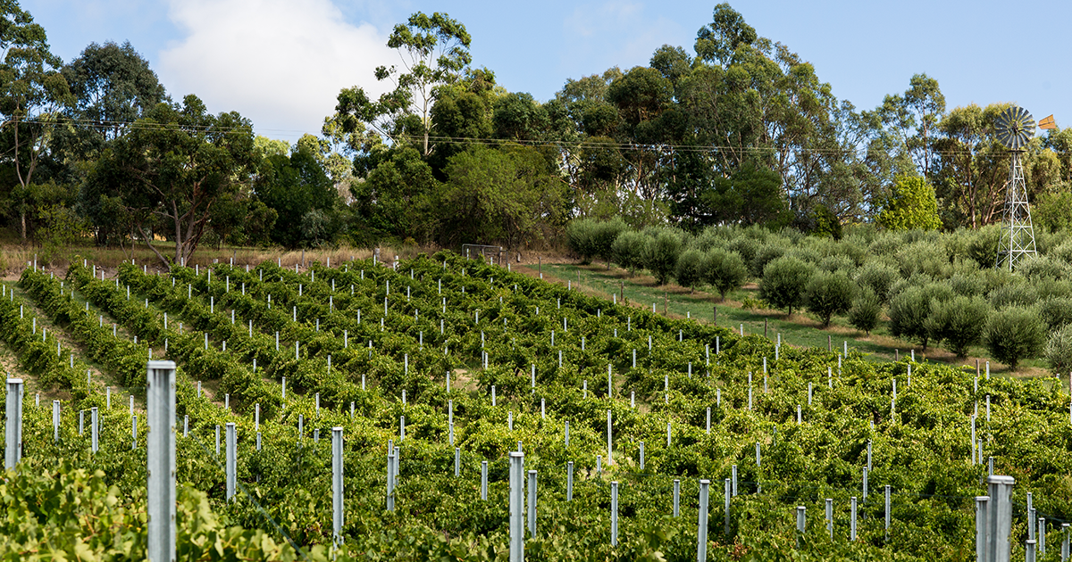 Chris Ringland: From grape to glass