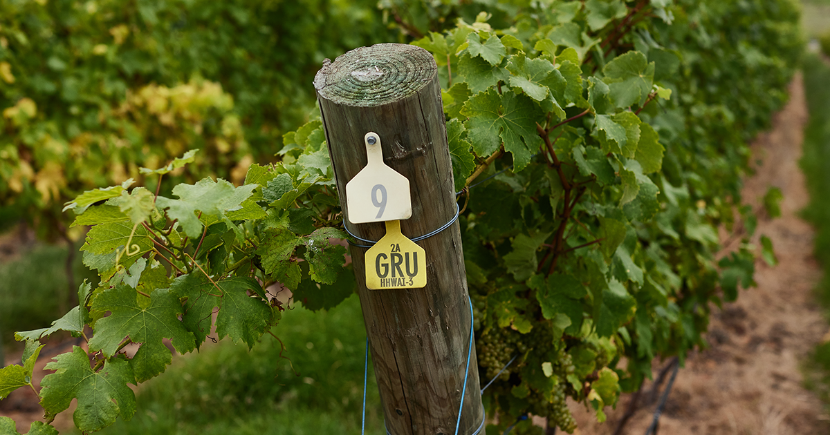 Three grüner veltliner wines to try