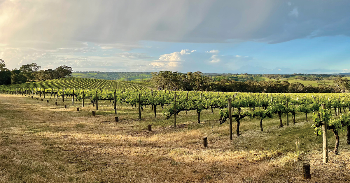 15 newly reviewed wines that come highly recommended by the Tasting Team