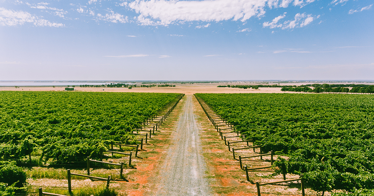 Meet the new wineries from the 2025 Companion