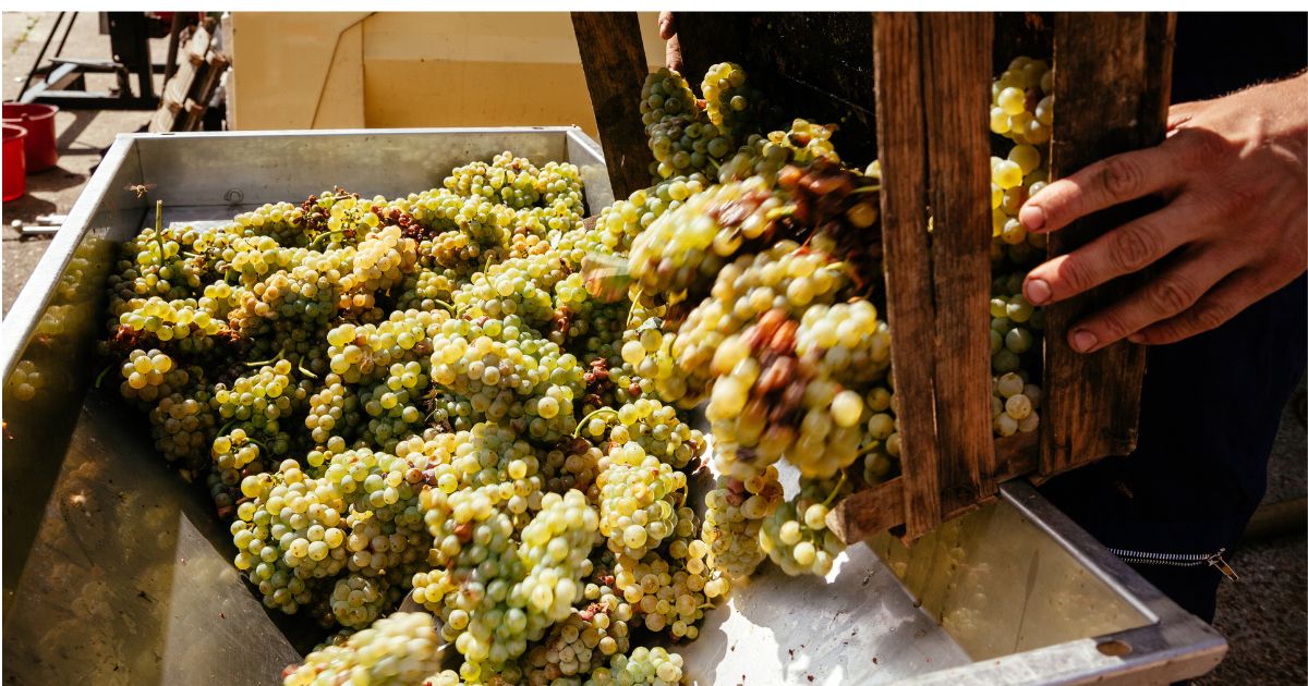 Variety spotlight: three stellar semillon wines to try from New South Wales