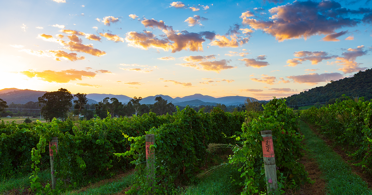 Five sparkling wines for spring