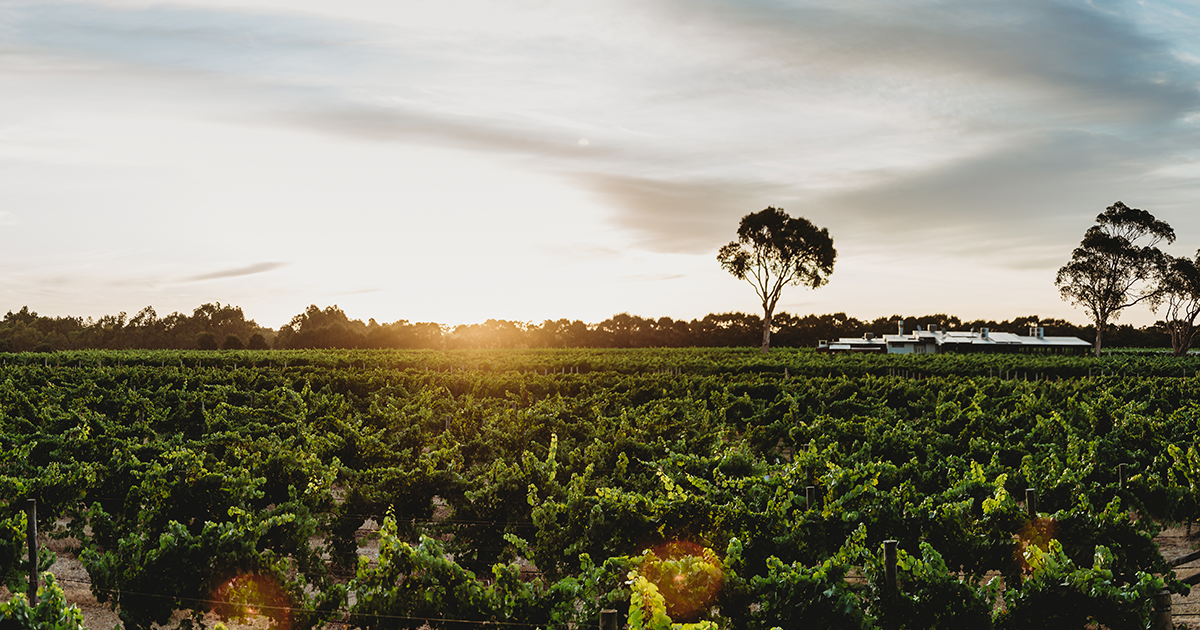 Highly rated WA wines to try