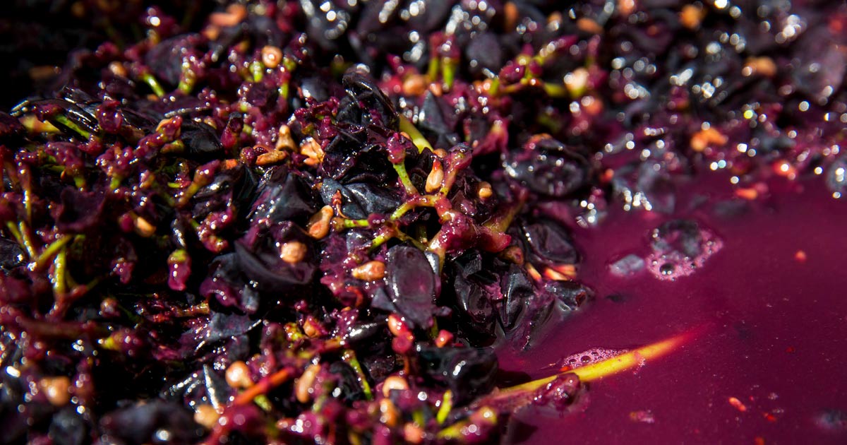 Best Cabernet and Family 2019 | Halliday Wine Companion