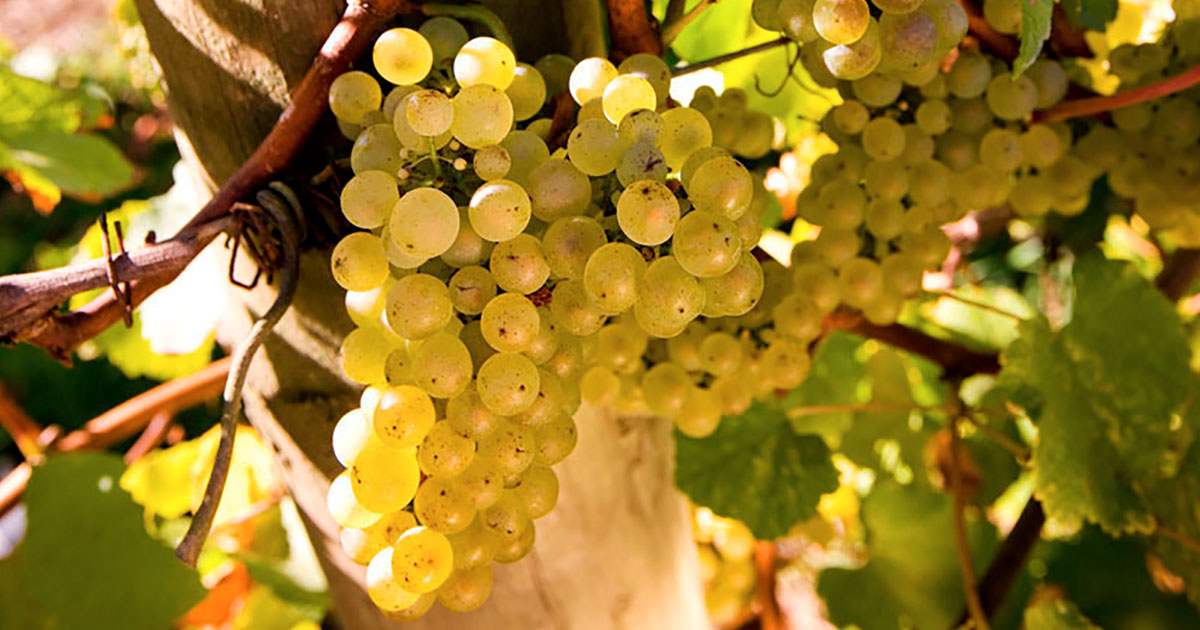 Best Reisling 2019 | Tasting Notes | Halliday Wine Companion