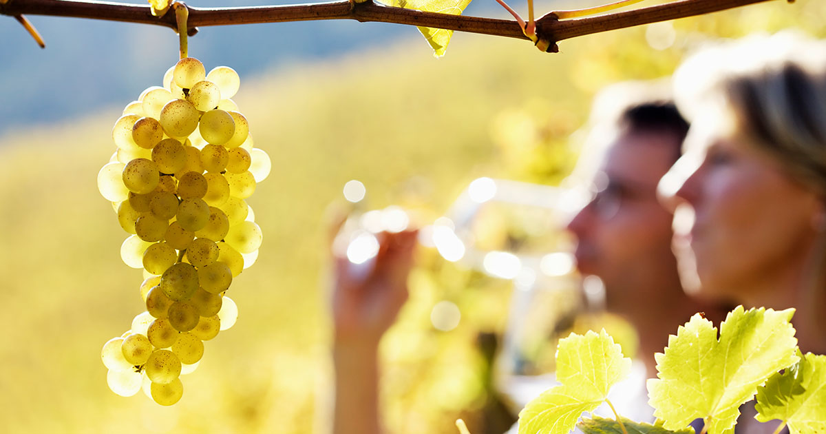 The Macedon Ranges' Friendly Cellar Doors | Halliday Wine Companion