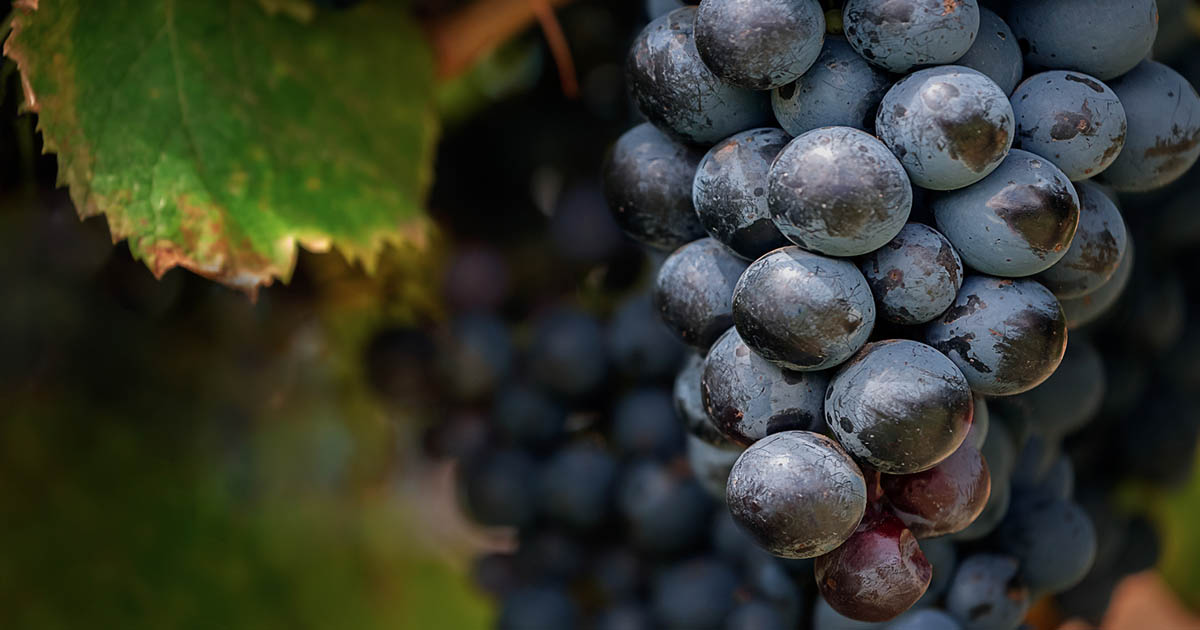 Cask Wine Varieties & Types | Halliday Wine Companion