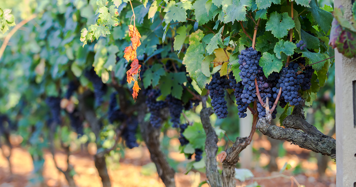 Primitivo Wine Taste, Characteristics, Flavours & Food Pairings