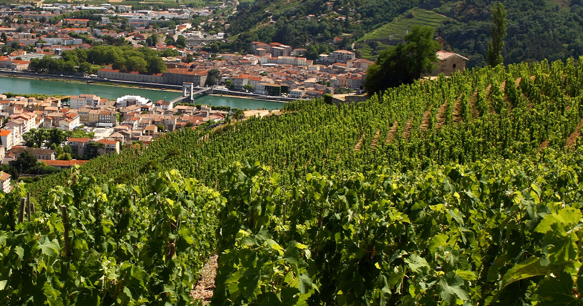 Rhone White Blends Wines Tasting Notes | Halliday Wine Companion