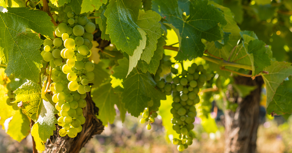 Sauvignon Blanc Wine Taste, Characteristics, Flavours & Food Pairings