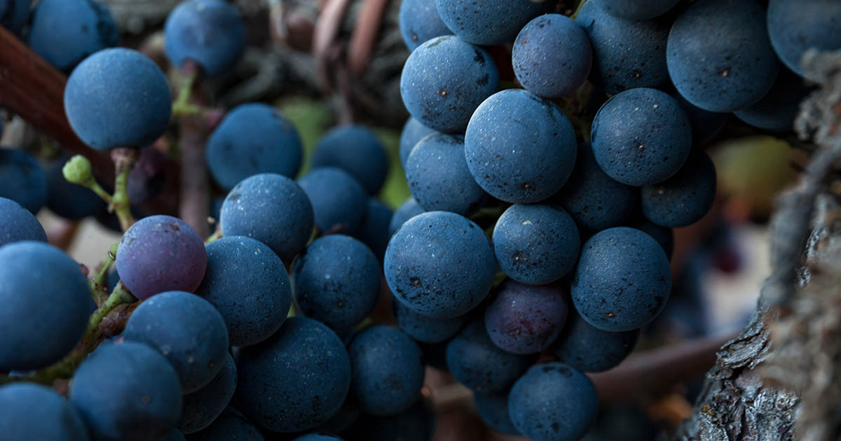 Wine Encyclopedia of Wine Terms | Halliday Wine Companion