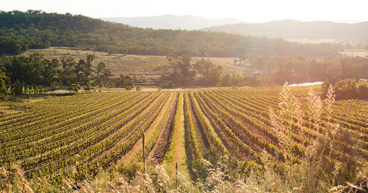 Queensland Wineries | Best Queensland Wine Regions & Wineries ...