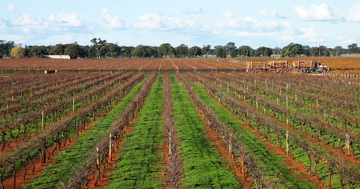 Coonawarra Wineries | Best Wineries & Vineyards Coonawarra - Halliday ...