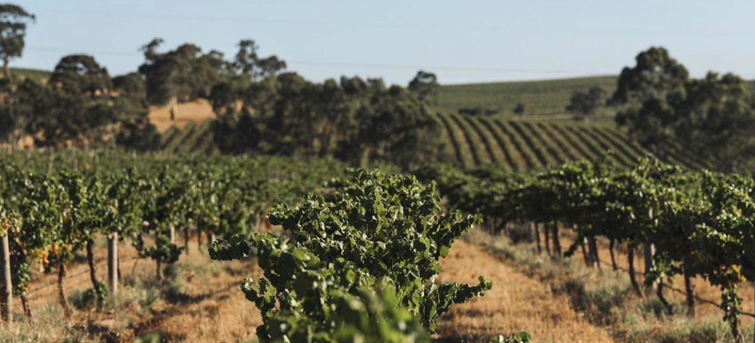 Hentley Farm Wines | Australian Wine Companion