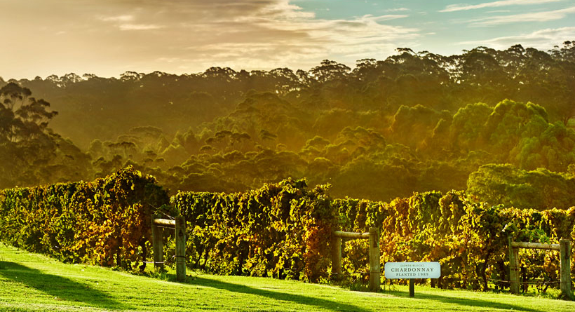 Singlefile Wines | Australian Wine Companion